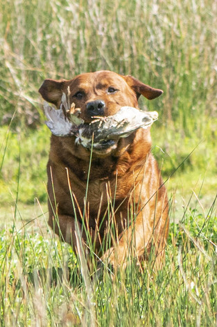 Wilson - bankeveldtlabradors.co.za